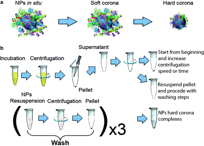 Formation and Characterization of the Nanoparticle–Protein Corona ...