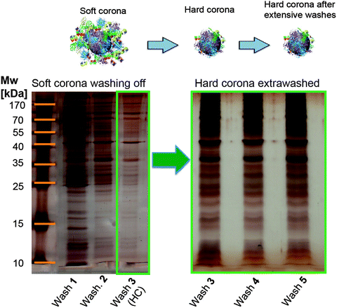 Formation and Characterization of the Nanoparticle–Protein Corona ...