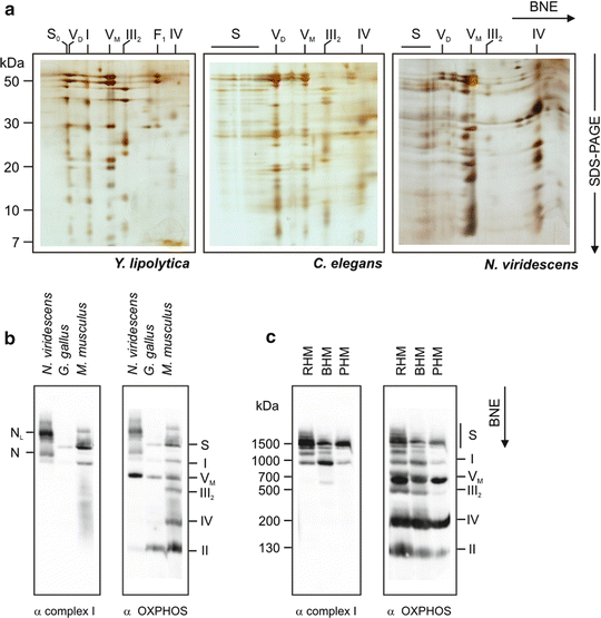 Quantification of Protein Complexes by Blue Native Electrophoresis ...