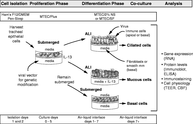 Applications of Mouse Airway Epithelial Cell Culture for Asthma ...