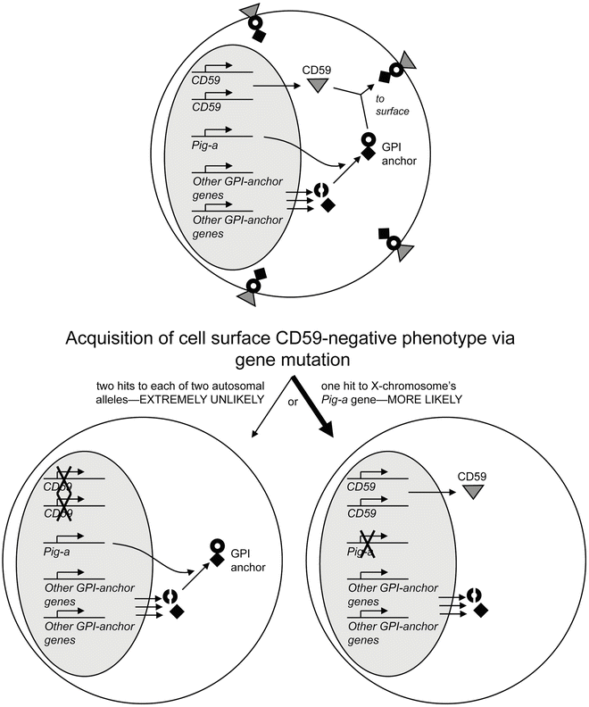 Erythrocyte-Based Pig-a Gene Mutation Assay | SpringerLink