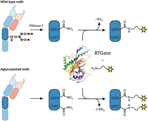 Enzymatic Antibody Modification by Bacterial Transglutaminase ...
