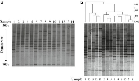 Denaturing Gradient Gel Electrophoresis (DGGE) | SpringerLink