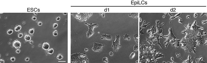 Stepwise Differentiation from Naïve State Pluripotent Stem Cells to ...