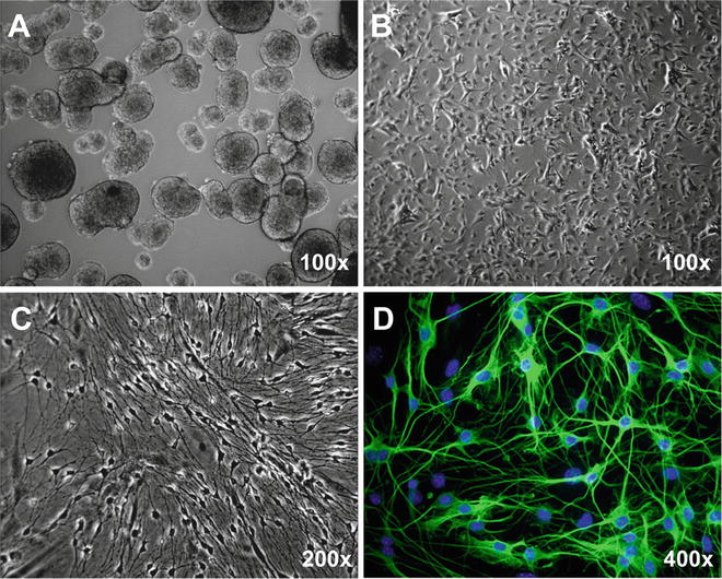 Mouse Enteric Neuronal Cell Culture | SpringerLink