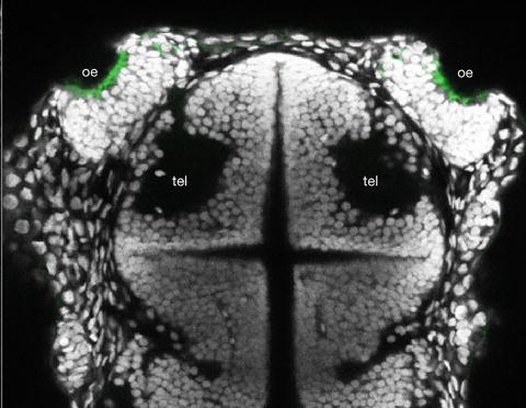 Anatomical Dissection of Zebrafish Brain Development | SpringerLink