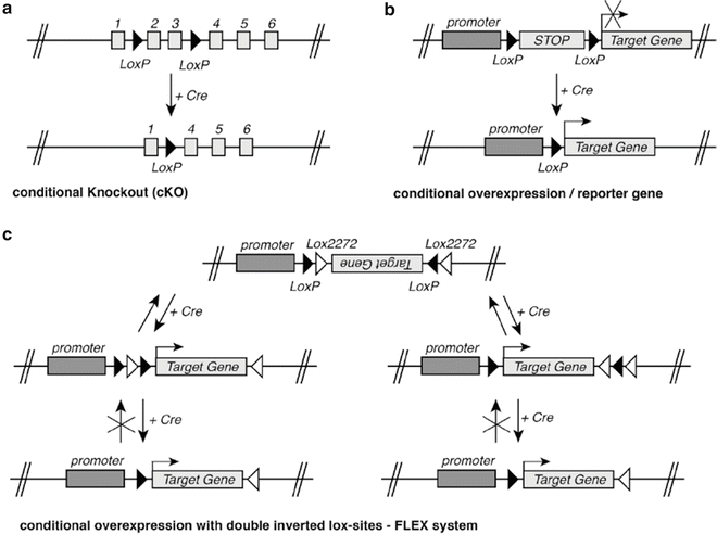 The Cre/ Lox System to Assess the Development of the Mouse Brain ...