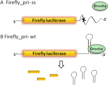 In Vivo Processing Assay Based on a Dual-Luciferase Reporter System to ...