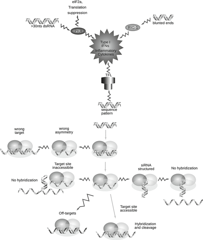 Bioinformatics of siRNA Design | SpringerLink