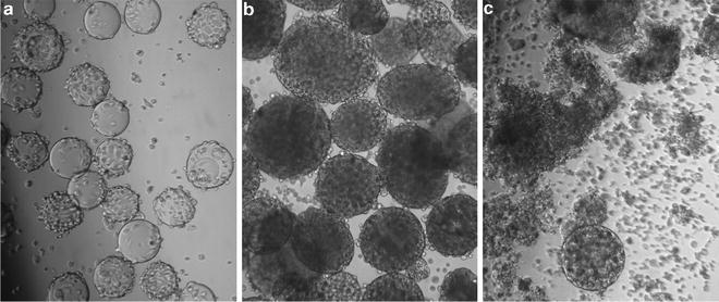 Evaluation of Solid and Porous Microcarriers for Cell Growth and ...