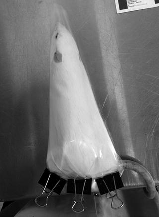 Rat Jugular Catheter Model of Biofilm-Mediated Infection | SpringerLink