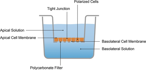 Screening for P-Glycoprotein (Pgp) Substrates and Inhibitors | SpringerLink
