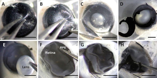 Method for Retinal Gene Repair in Neonatal Mouse | SpringerLink