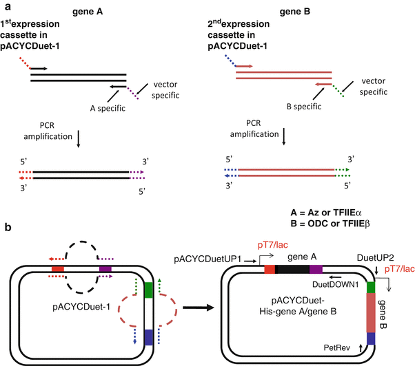 Application of the Restriction-Free (RF) Cloning for Multicomponents ...