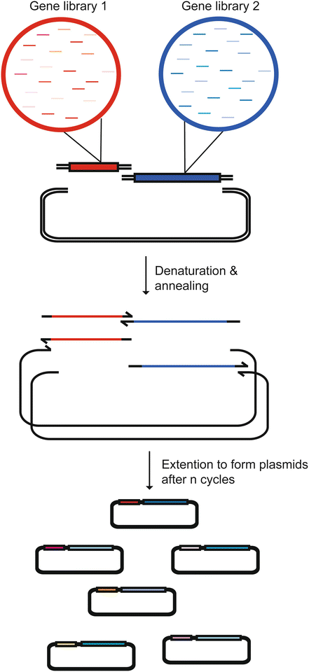 Circular Polymerase Extension Cloning | SpringerLink