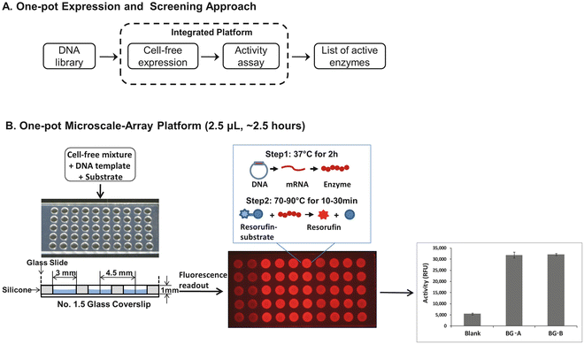 One-Pot, Microscale Cell-Free Enzyme Expression and Screening ...
