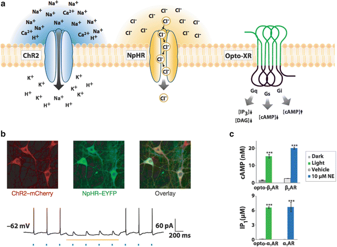 Optogenetic Tools for Control of Neural Activity | SpringerLink