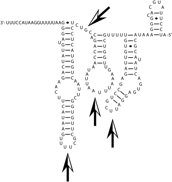 Efficient Splinted Ligation of Synthetic RNA Using RNA Ligase ...