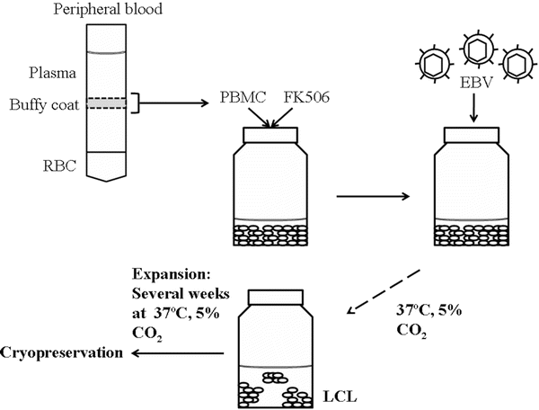 Human B Cell Immortalization for Monoclonal Antibody Production ...
