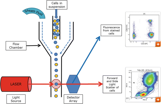 Screening Hybridomas for Cell Surface Antigens by High-Throughput Homogeneous Assay and Flow ...