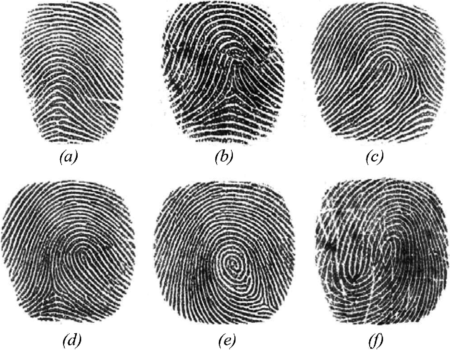 Fingerprint Recognition | SpringerLink