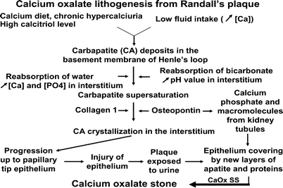 Randall’s Plaques | SpringerLink