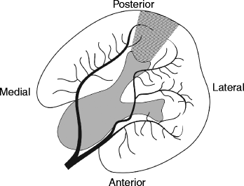 Percutaneous Nephrostomy and Antegrade Ureteric Stenting | SpringerLink