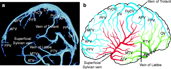 Normal Anatomy of Intracranial Veins: Demonstration with MR Angiography ...