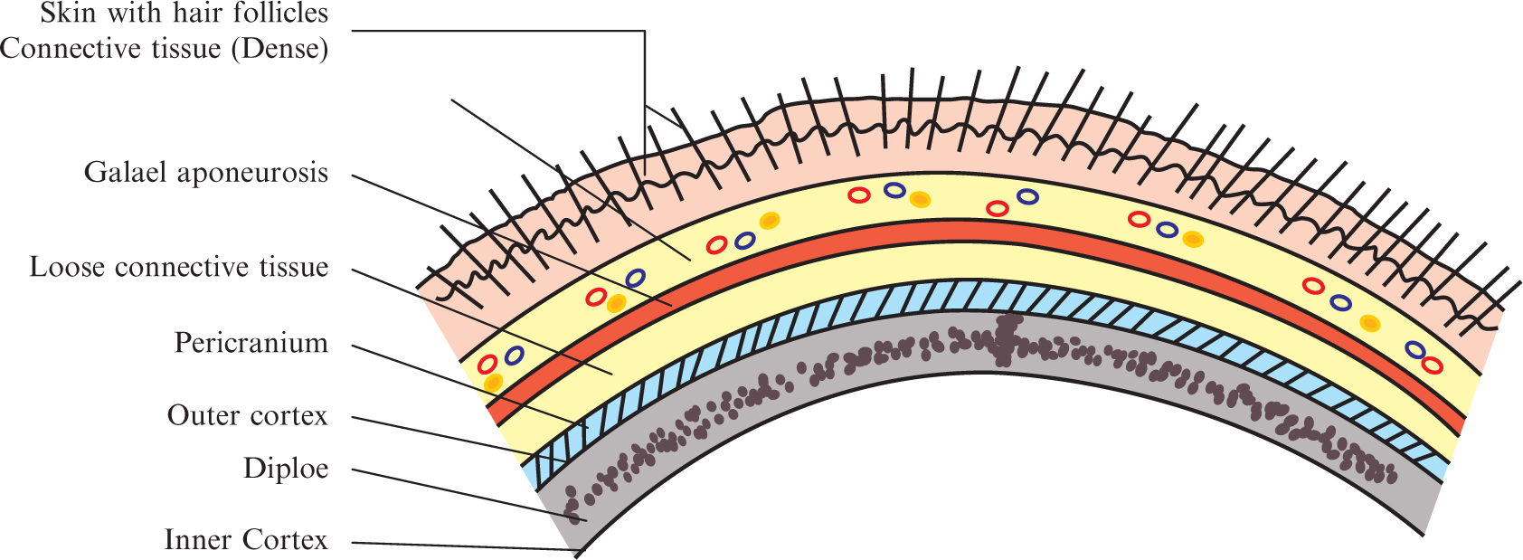 Head and Neck Embryology and Anatomy | SpringerLink