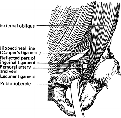 Essential Anatomy of the Abdominal Wall | SpringerLink