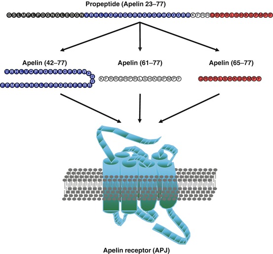 Apelin Signaling in Retinal Angiogenesis | SpringerLink