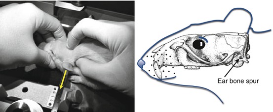 Preparation of the Stereotaxic Surgical Procedure | SpringerLink