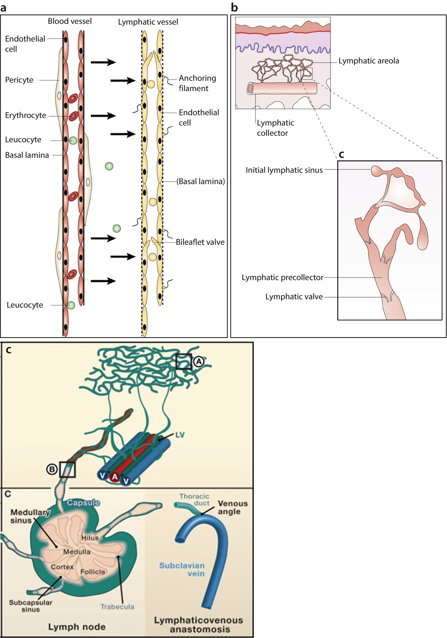 Morphological and Functional Characteristics of Blood and Lymphatic ...