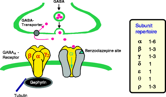 Physiology and Pharmacology of the GABA System: Focus on GABA Receptors ...
