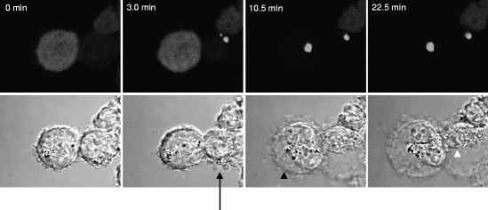 Pyroptosis: A Caspase-1-Dependent Programmed Cell Death and a Barrier ...