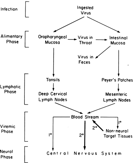 Enterovirus Infections | SpringerLink