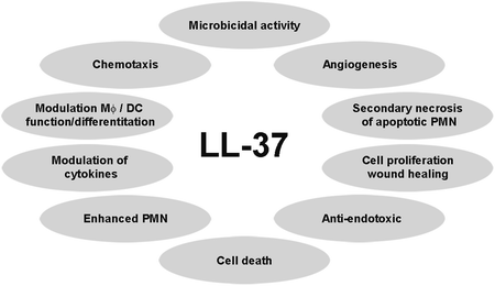 LL-37: An Immunomodulatory Antimicrobial Host Defence Peptide ...