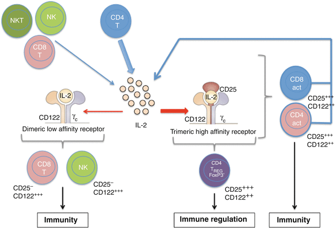 Interleukin 2 | SpringerLink