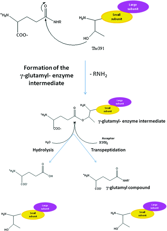 Gamma-Glutamyl Transpeptidases: Structure and Function | SpringerLink