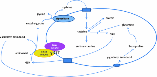 Gamma-Glutamyl Transpeptidases: Structure and Function | SpringerLink