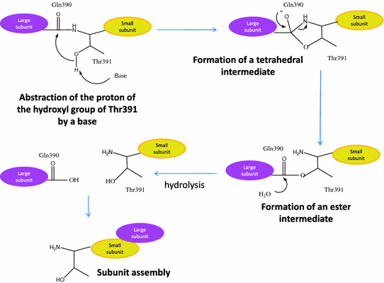 Gamma-Glutamyl Transpeptidases: Structure and Function | SpringerLink