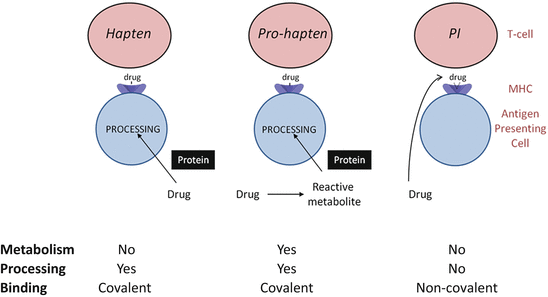 T Cell Responses to Drugs and Drug Metabolites | SpringerLink