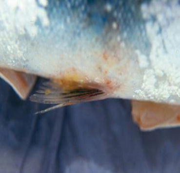 Fish Disease Causing Economic Impact in Global Aquaculture | SpringerLink