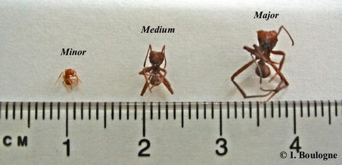 Leaf-Cutting Ants, Biology and Control | SpringerLink