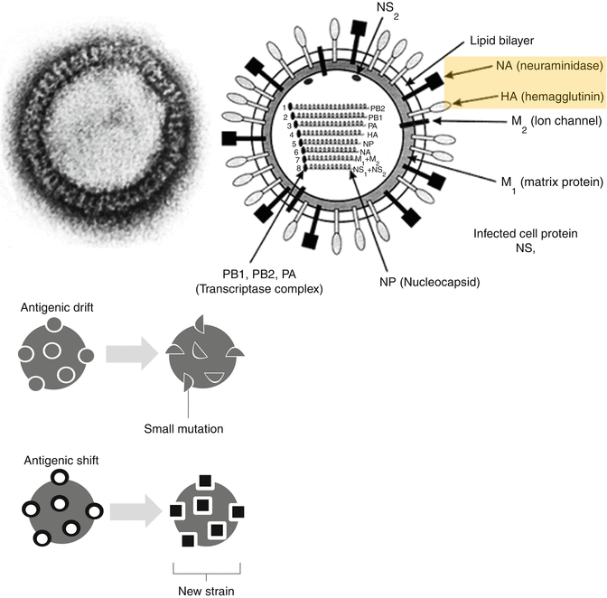 Influenza Cell-Culture Vaccine Production | SpringerLink