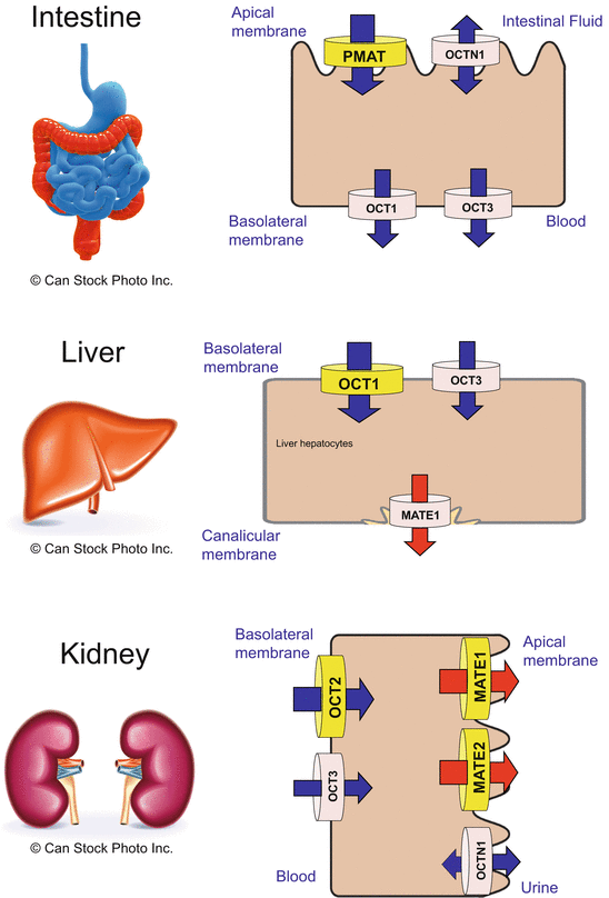 Pharmacogenetics of Metformin | SpringerLink