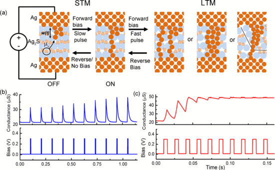 Self-organization and Emergence of Dynamical Structures in Neuromorphic ...