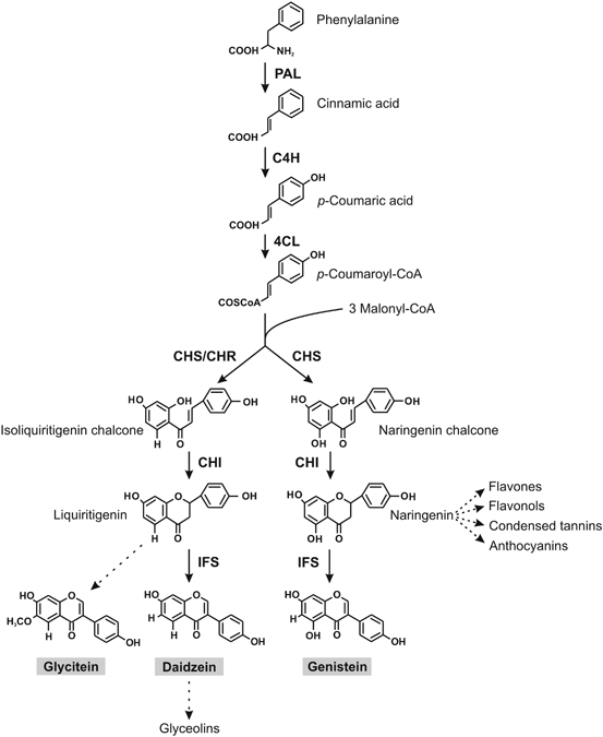 Soybean Seed Isoflavonoids: Biosynthesis and Regulation | SpringerLink