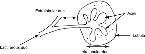 Anatomy of the Breast | SpringerLink