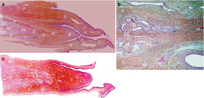 Structure of the Bulbo-clitoral Organ | SpringerLink